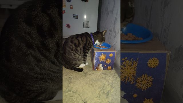 кошка ест сидя
