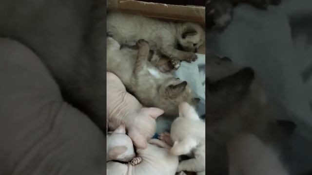 Кавказская Пленница-Их двое! И этот еще, с хвостом(в ролях Бочка,Принцесса,Кирилл,Грогу,Персик,Резо)