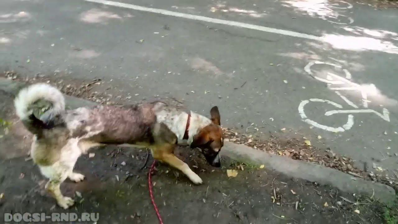 Прогулка с Коррой