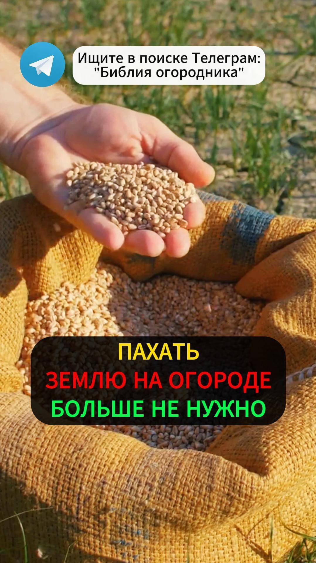 После картошки посадите это! Огород больше можно не пахать