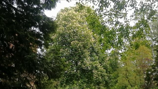 прогулка в лесу и не только