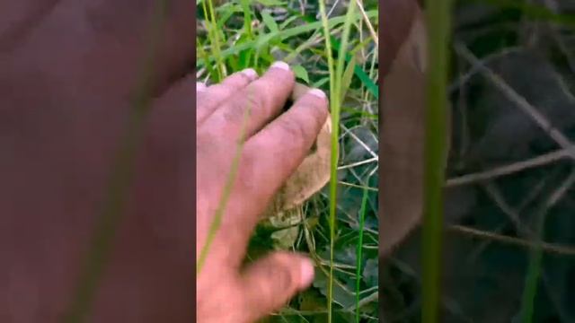 ГРИБНИК ПОПАЛ В НЕТРОНУТЫЙ ЛЕС ! УПАЛ В ОБМОРОК УВИДЕВ ЭТО ! ПОДОСИНОВИКИ ПОЛЯНАМИ ! ГРИБЫ 2022