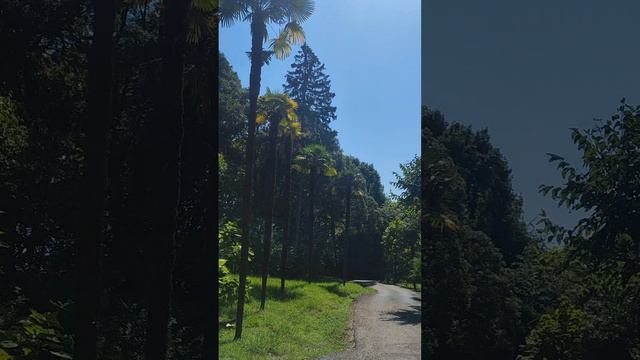 Пальмы высотой с третий этаж дома🌴