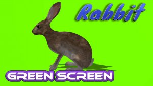 Green Screen - Кролик (Rabbit)