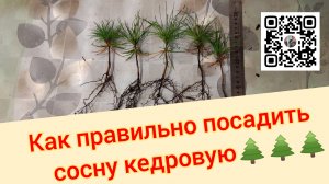 Как правильно посадить Сибирский кедр? & Корейский кедр? .
