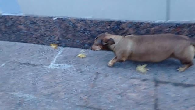 Манька урбанистка 2021.10.07_09:42:21