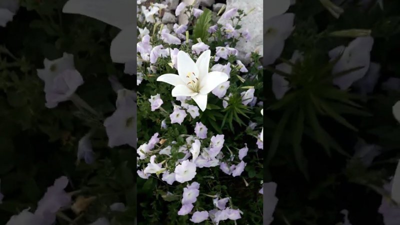 Белые лилии - любимые цветы! #garden #flowers #дача #сад