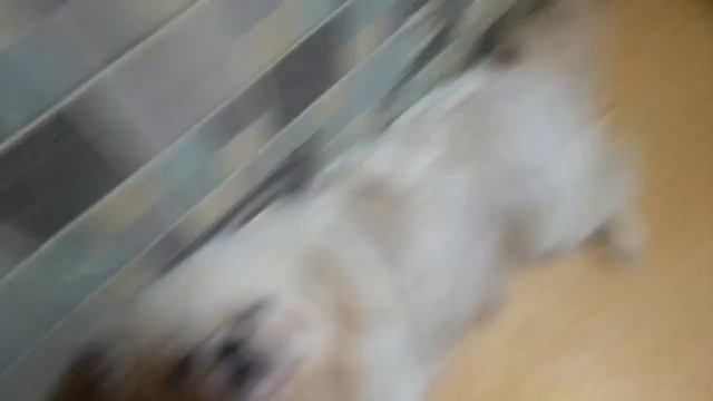 собака