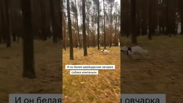 Знакомство #белаяшвейцарскаяовчарка #funnydogs #интересныефакты #бшо #собака #овчарка