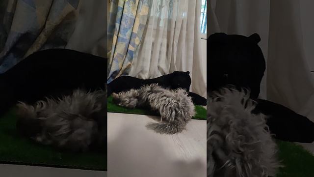 Тэрик кочевряжется!)😄😄🐶😍