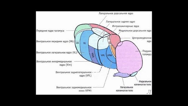 11.8 Подробное разъяснение. Интраламинарные ядра таламуса