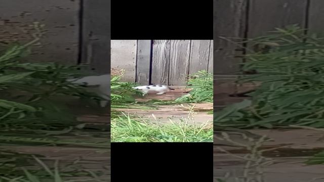 Котята на даче возле туалета (часть вторая)