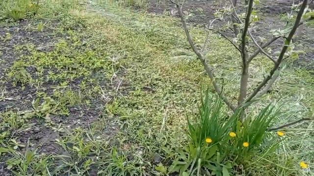 В поисках укропа... Сад и огород.