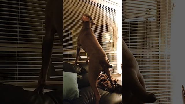 Howling Weimaraner!!!  Fire Trucks again??