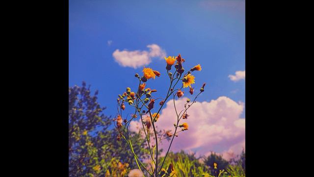 Sunbyonic - Flowers and stones