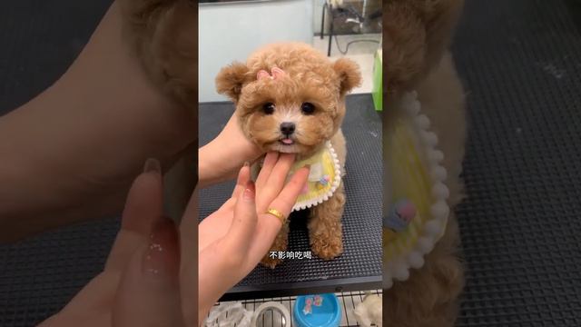 Although it is a bit toothy, it does not affect the appearance. Teddy Bear, Flying Ear Teddy, Small