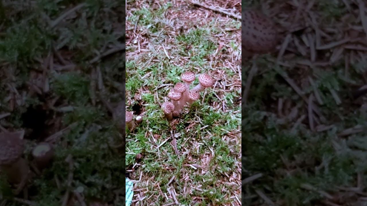 Неожиданно, но предсказуемо.