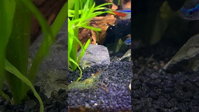 Макробрахиум аквариумные креветки видео