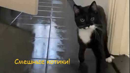 Смешные Котики! | КОТЯРА