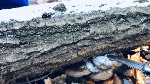 В ЛЕС ЗА ГРИБАМИ ВЕШАНКИ Часть 2