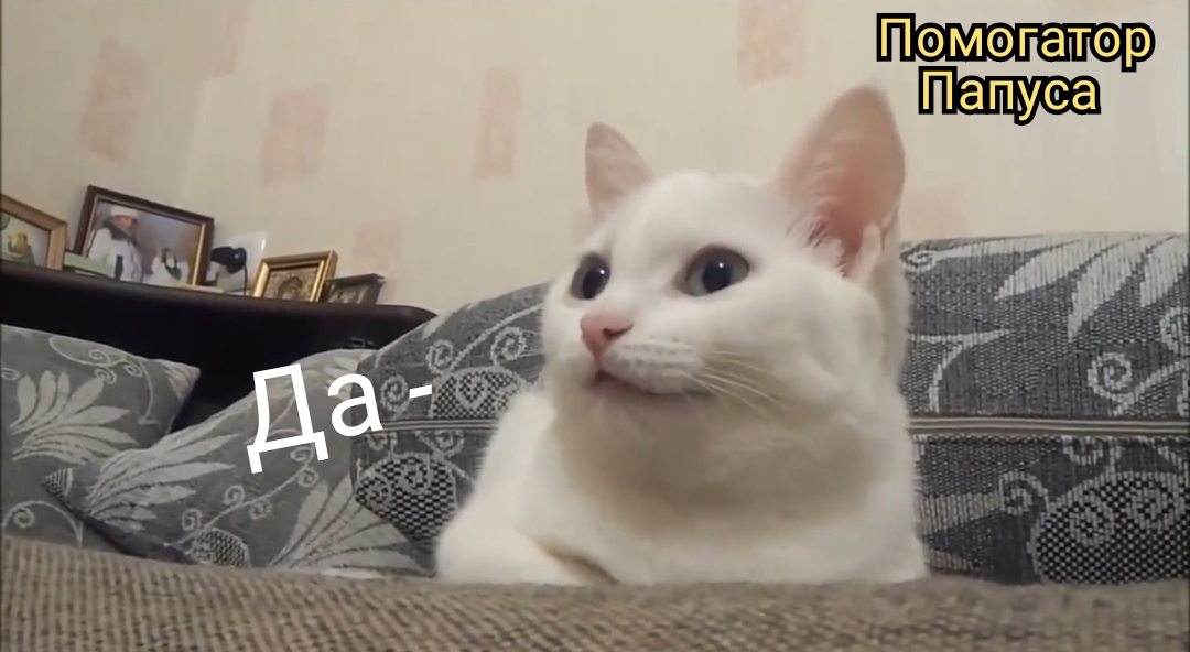 Говорящие коты! Лучшая подборка №4