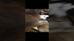 #Диванныеразборки | Тиша и Маркиз 🐈🐈