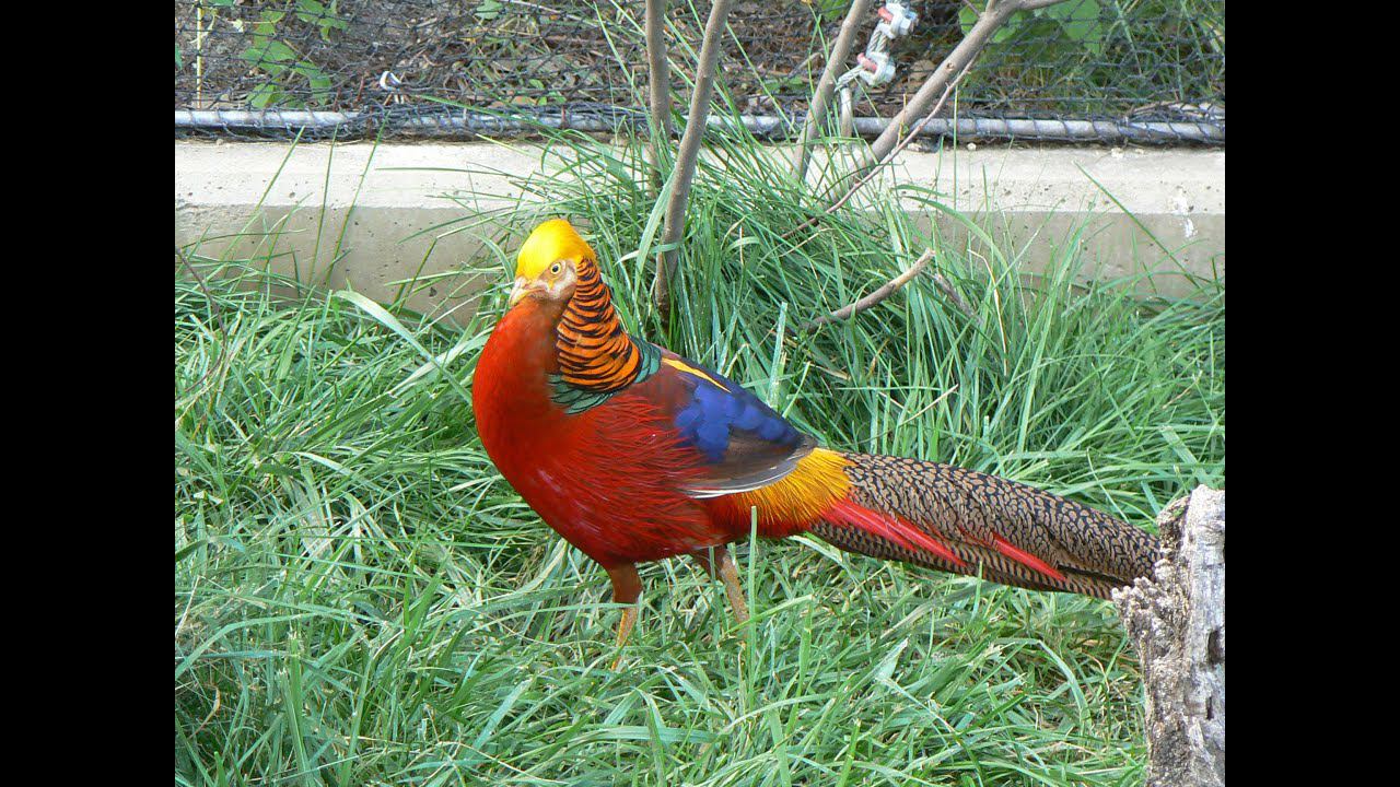 Columbus Zoo/COSI/Tennis at Goodale Park/Zoombezi Bay 2009