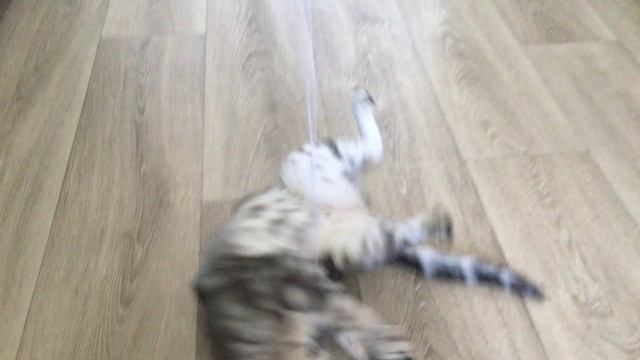 Кошка и мышка игрульки