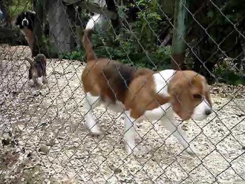 Бигли от Prado Adekatos Poland и Арт-Фэнтези Амейзин Лав 2009