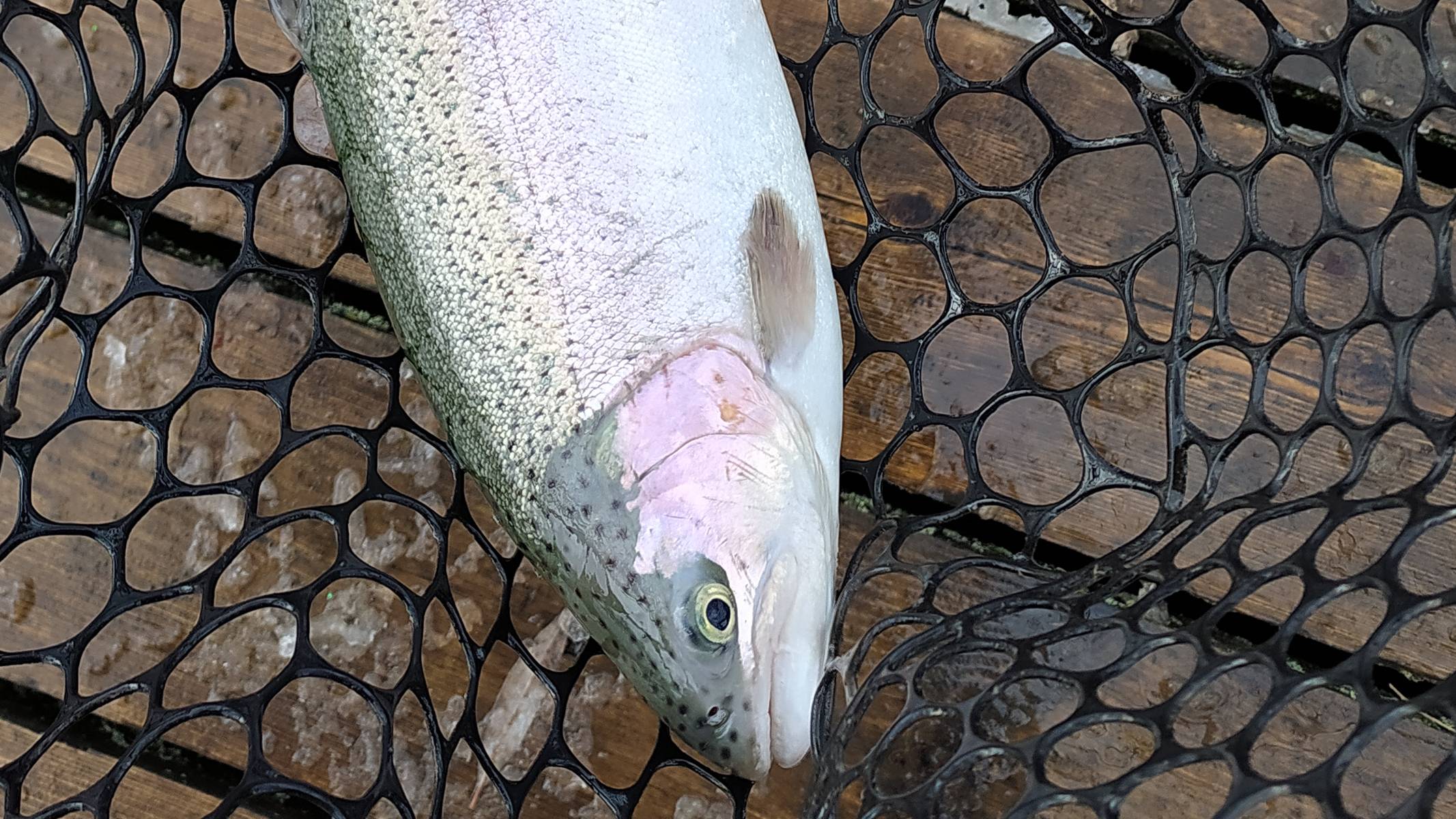 FISHERIX. 12 мая