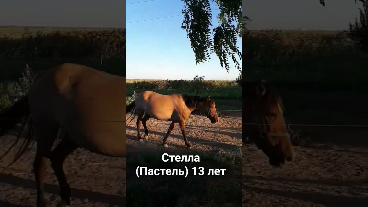 башкирская кобыла Пастель
