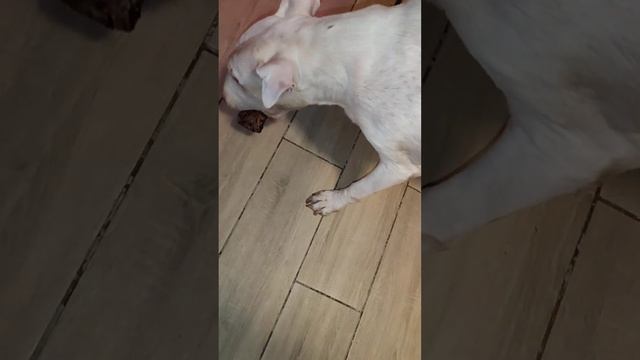 когда хотела снять контент но булочка решила по своему ?4149499807539950для поддержки канала ?
