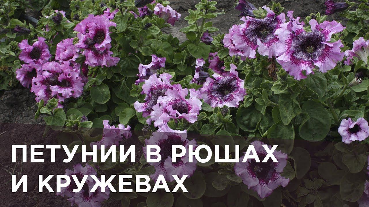 Петунии в рюшах и кружевах