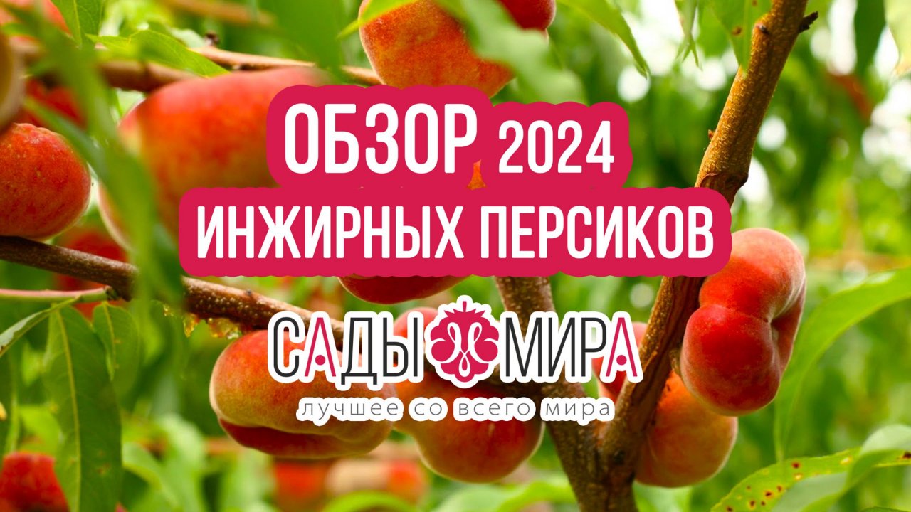 Обзор инжирных персиков.Часть 2
