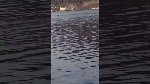 Утка которая плавает под водой