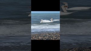 Лебеди на черном море