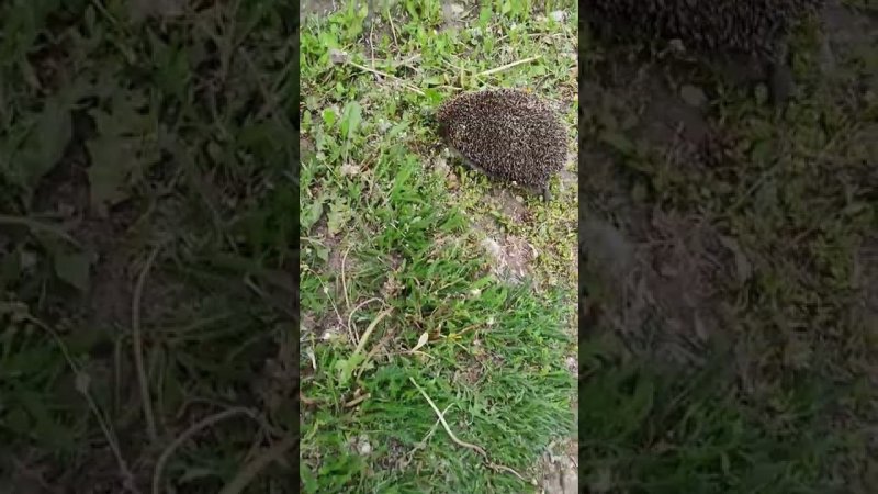 По дороге в магазин встретил ёжика #животные #animals