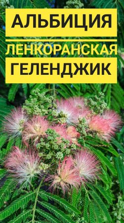 Альбиция ленкоранская, розовая дерево, Геленджик, 12 июня 2024 г.