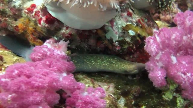 Тайланд - 2012, дайв-сафари по Андаманскому морю. Часть 8. (HD 720p; Sony-HDR-Клон; Canon G12)