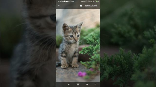 kitten video wallpaper