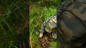 Летняя посадка Сибирских Кедров?(ЗКС-2 летки)на Вологодчине. Семья Мачневых