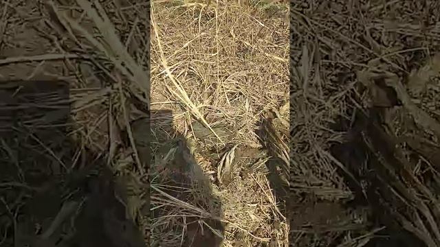 Нашол в земле  металлоискатель md4030