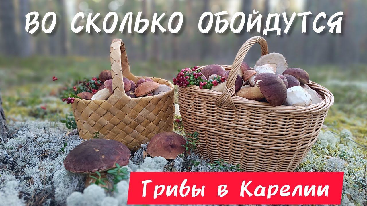 КАРЕЛИЯ!  ЦАРСТВО БОРОВИКОВ. Из Подмосковья в Карелию, сколько стоит.