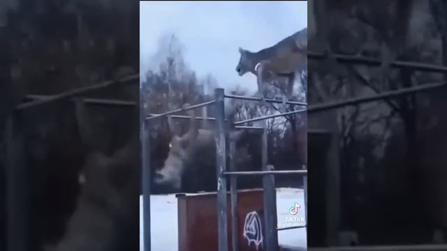 d8d0248070be4039b30ee1155a53f74f.mp4