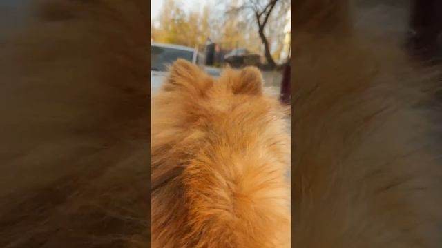 Апельсинчик каждый свой выходной день успевает наполнить добрыми делами!