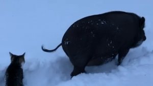 Свинья катает кошку