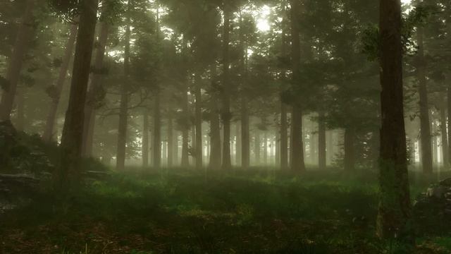 Forest Sounds _ Woodland Ambience, Bird Song