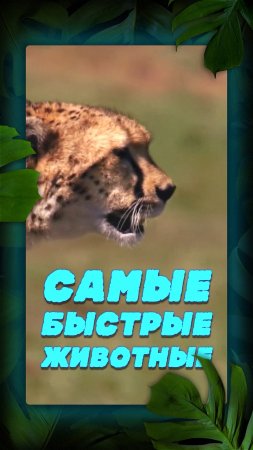 САМЫЕ БЫСТРЫЕ ЖИВОТНЫЕ: Часть 1