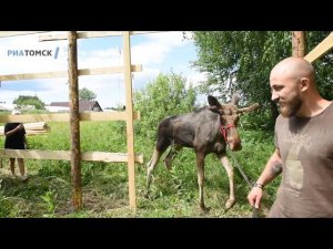 Лось Яша переезжает в новый дом