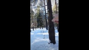 ВСТРЕТИЛ КРАСИВУЮ ЁЛОЧКУ В ЛЕСУ / ПРИКОЛЫ / СПОРТ / 2022 #872